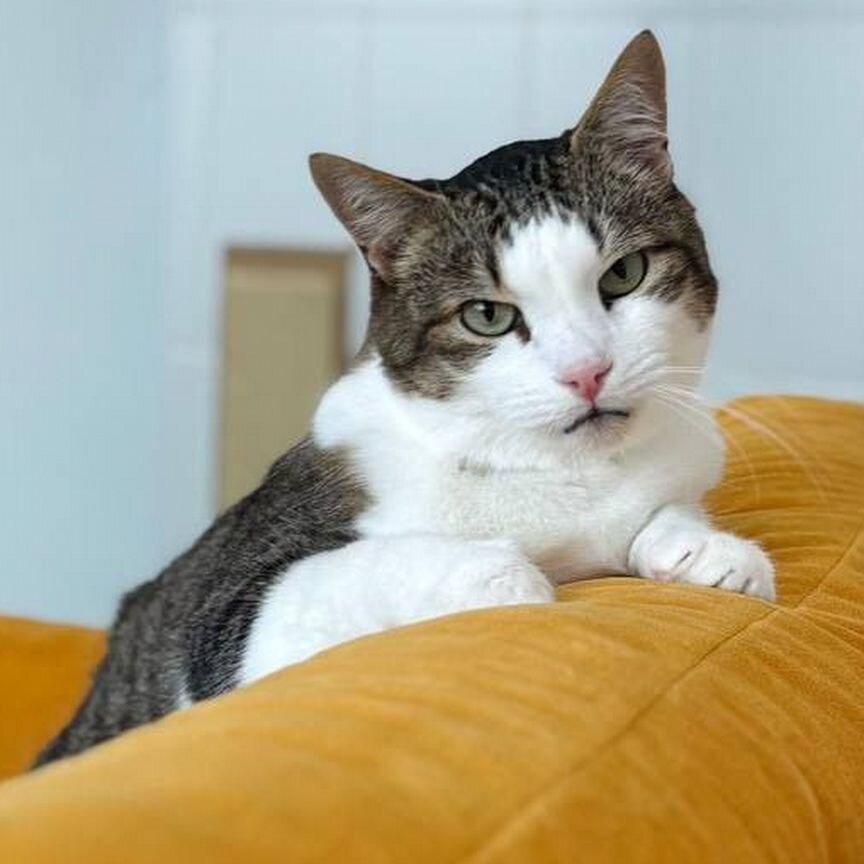 Добрый котик Холл из приюта бесплатно