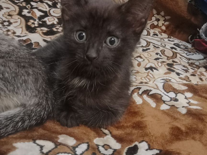 Котëнок(мальчик)