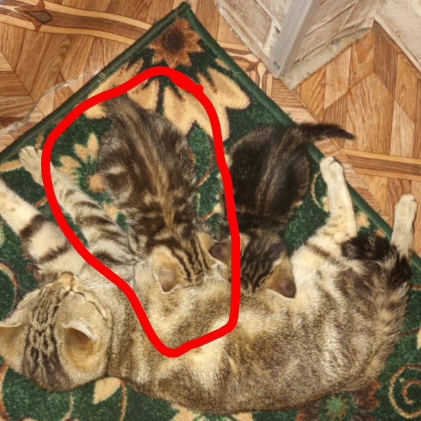 Кошечка 4 месяца