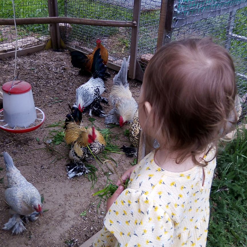 Мильфлер, декоративные