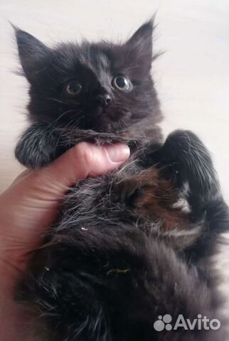 Котенок девочка 2 мес