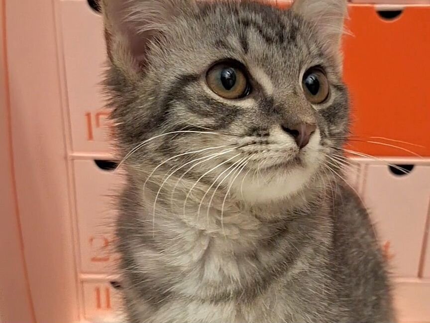 Очень ласковый котенок