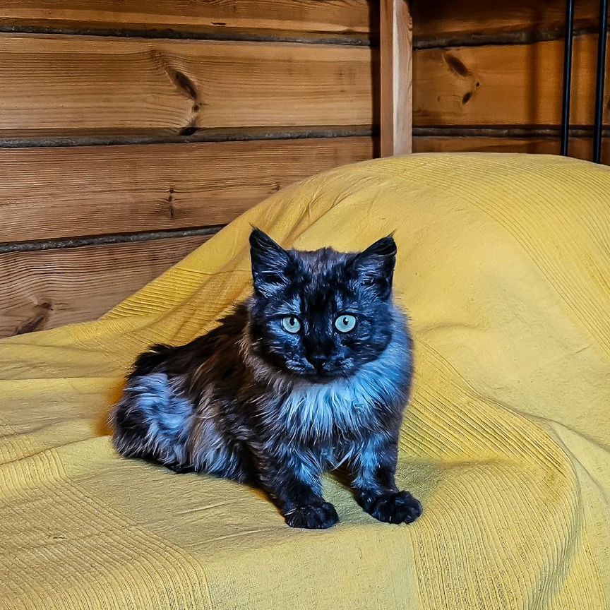 Чудо кот