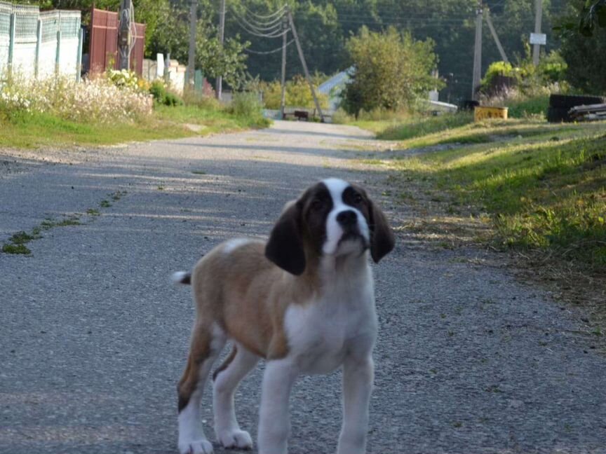 Подарю свою любовь