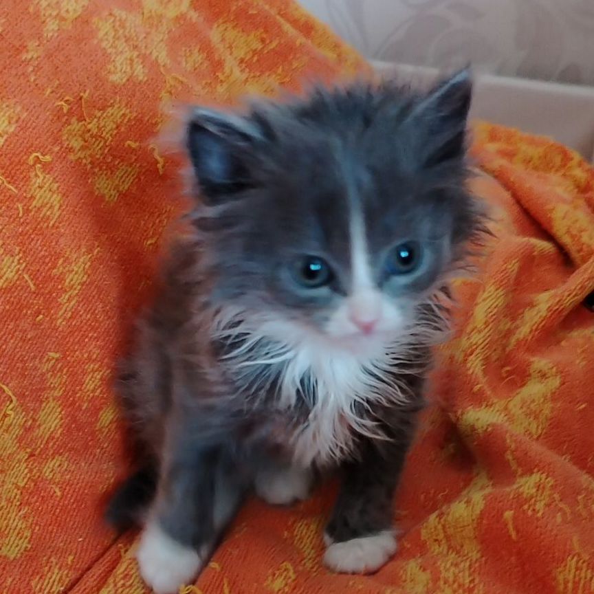 Котенок девочка Пушинка 2 месяца