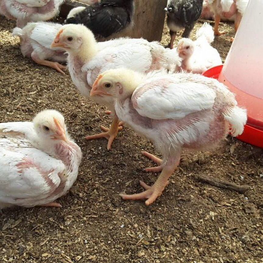 Цыплята бройлеры