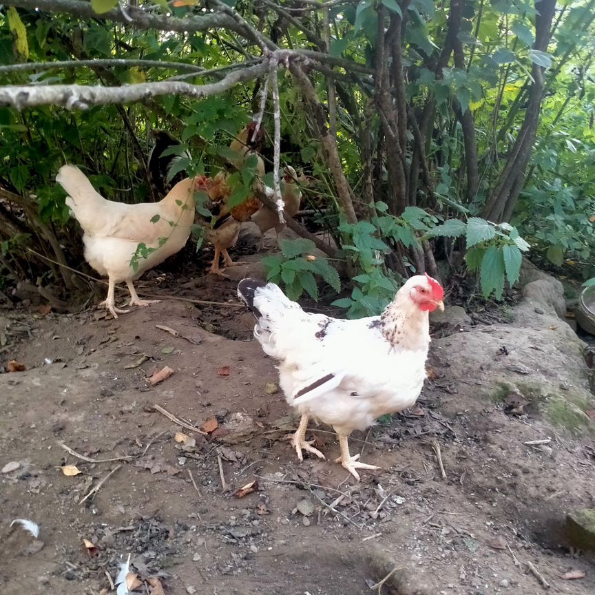 Куры несушки