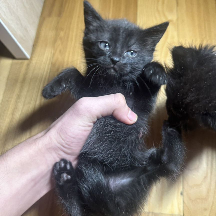Отдам котят в добрые руки они без имени