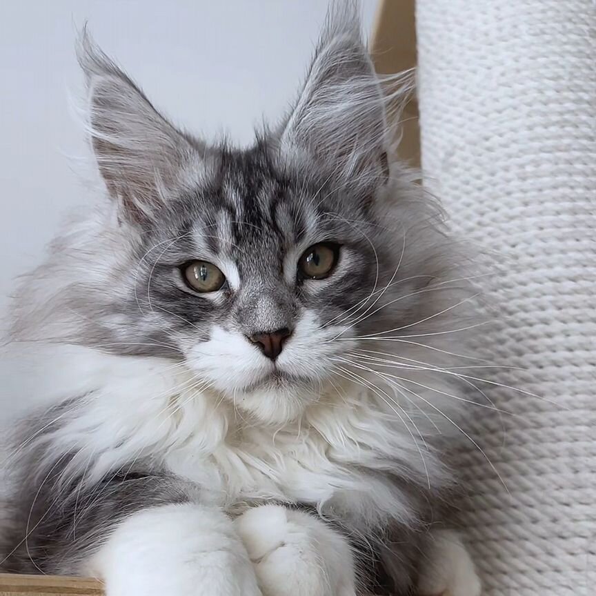 Мейн-кун котёнок