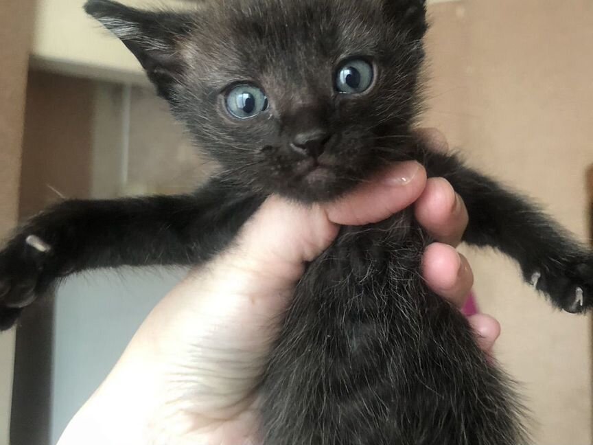 Котятки в добрые руки