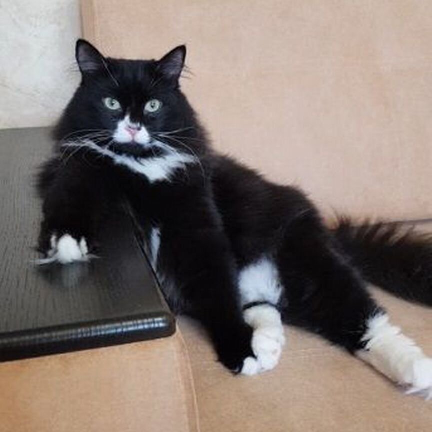 Котик Maks в добрые руки