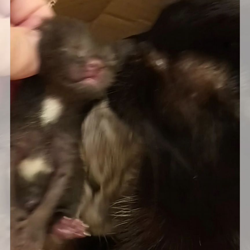 Котята.дата рожд.8 марта 2025.и