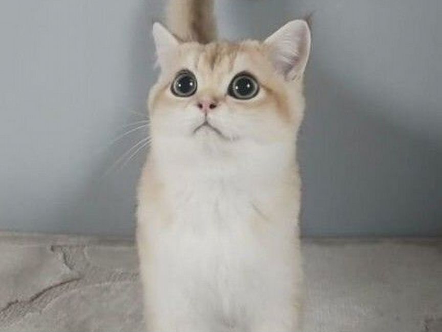 Котик золотая шиншилла