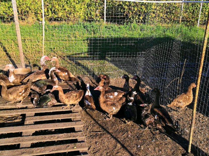 Мускусные утки