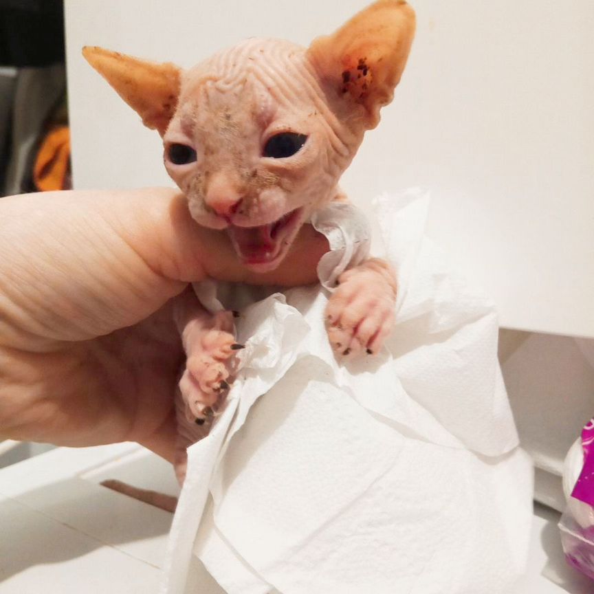 Продаются Рождественские котята. Сфинкс