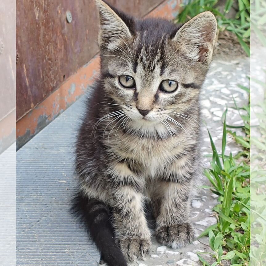 Котёнок в добрые руки