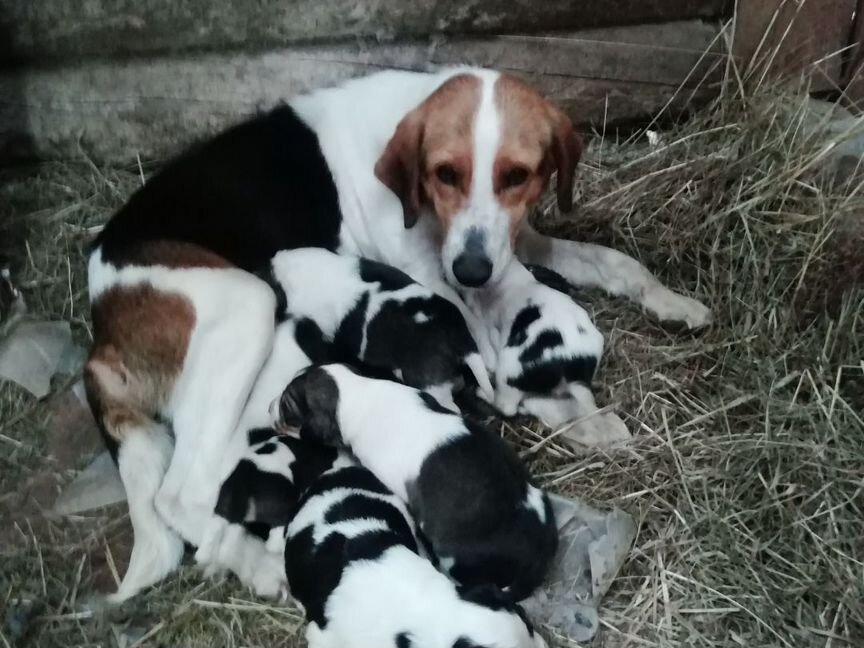 Щенки русской пегой гончей
