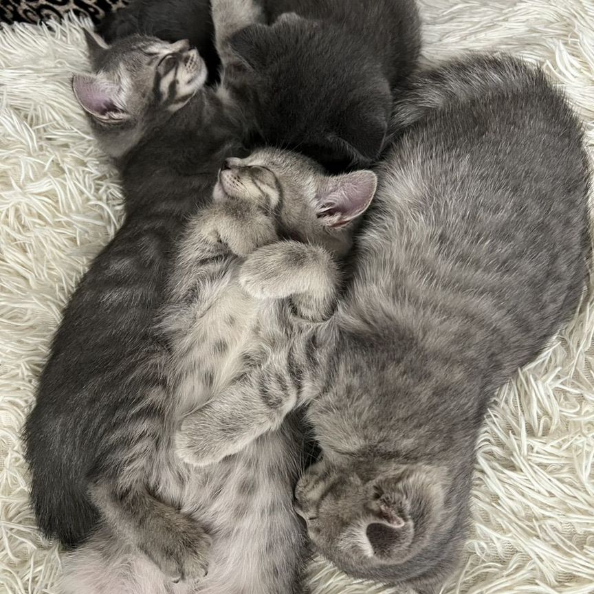 Британские котята