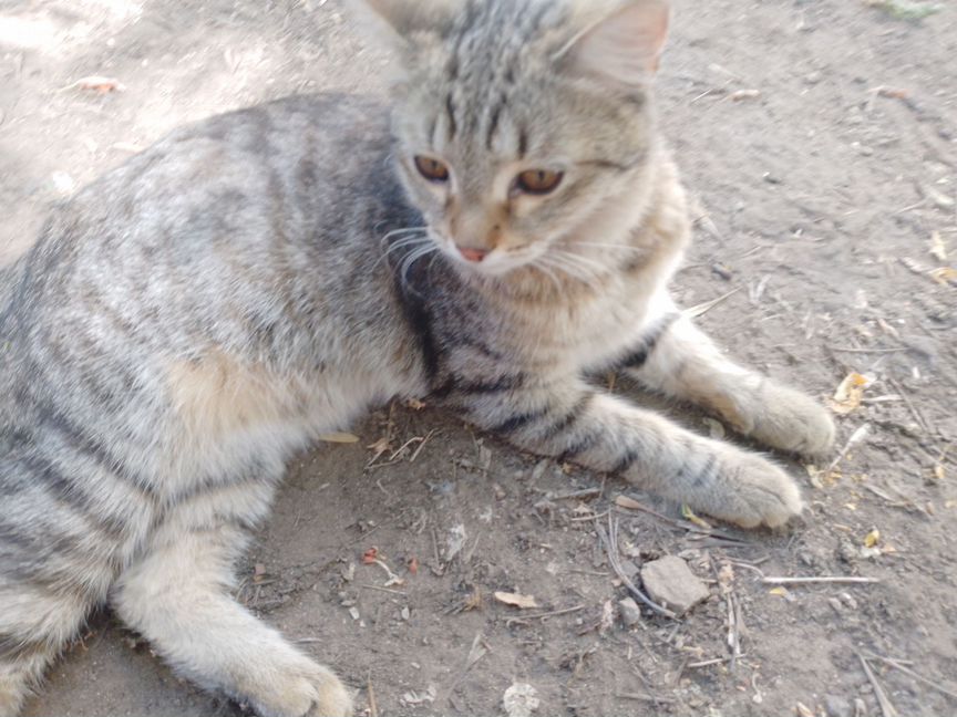 Котёнок в добрые руки