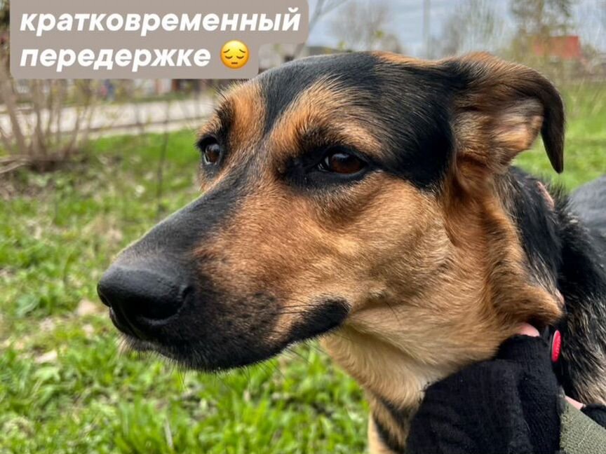 Жасмин ищет дом