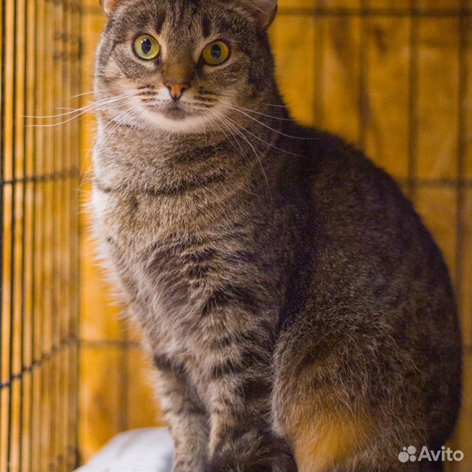 Кошка Мурка ищет дом