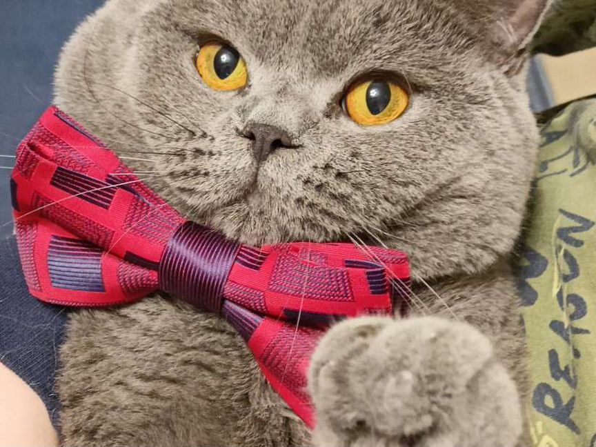 Вязка Британец