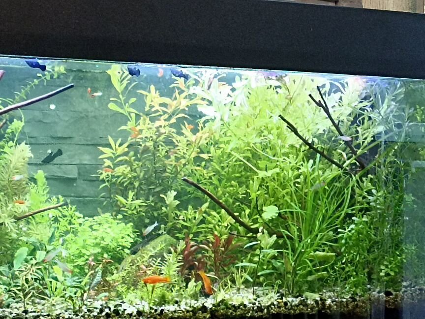 Аквариумные растения прополка