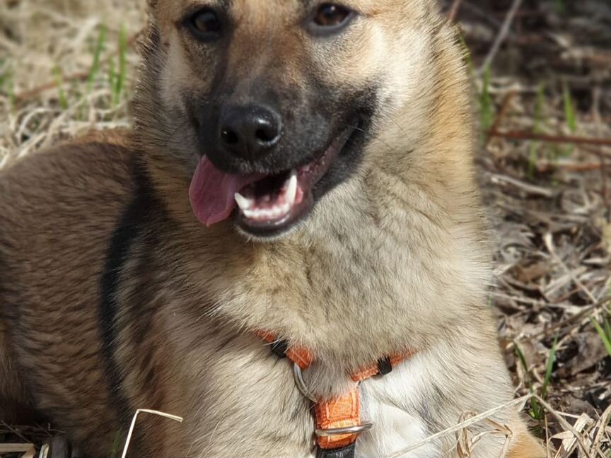 Маленькая собака такса метис