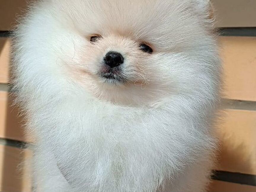 Померанский шпиц мини