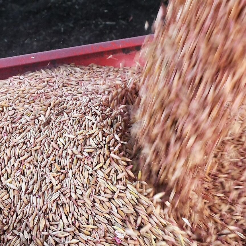 Продам зерно