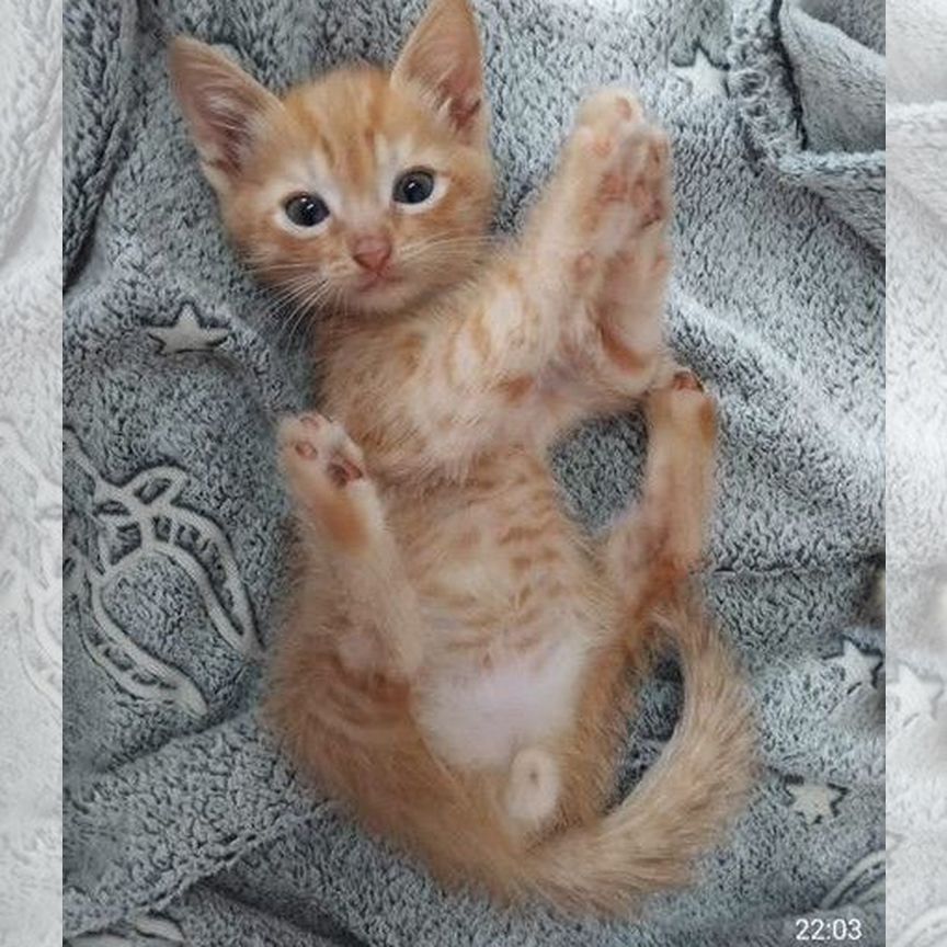 Котики, рыжие, 2 брата