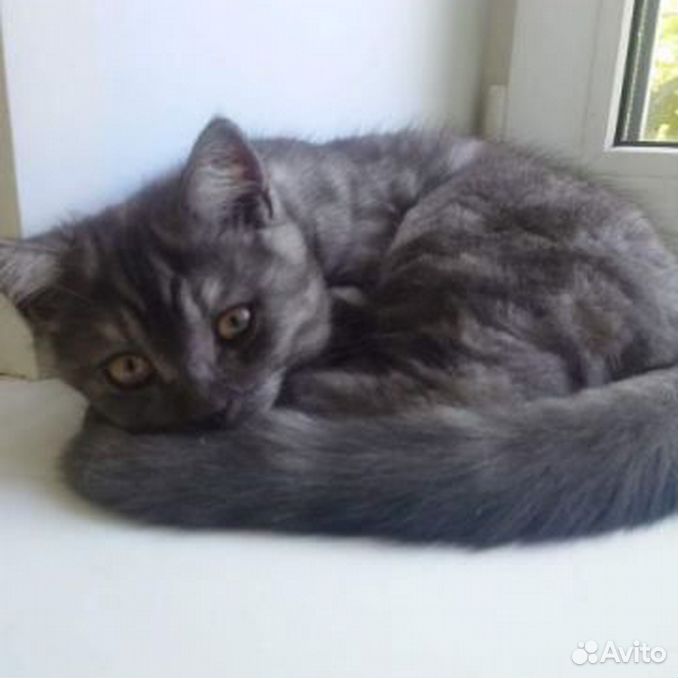 Шотландский котик Максик