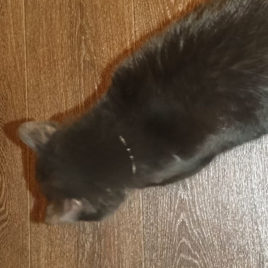 Домашние животные кошки