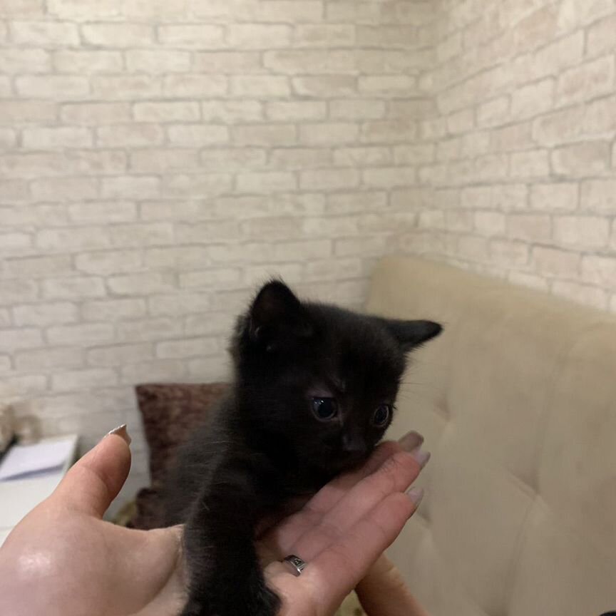 Бесплатно Отдадим котят в добрые руки