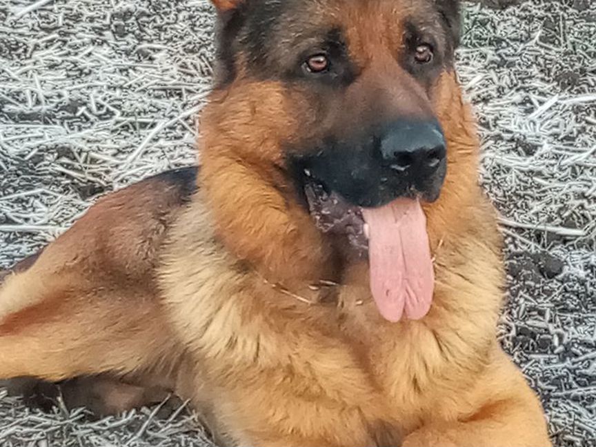 Вязка кобель