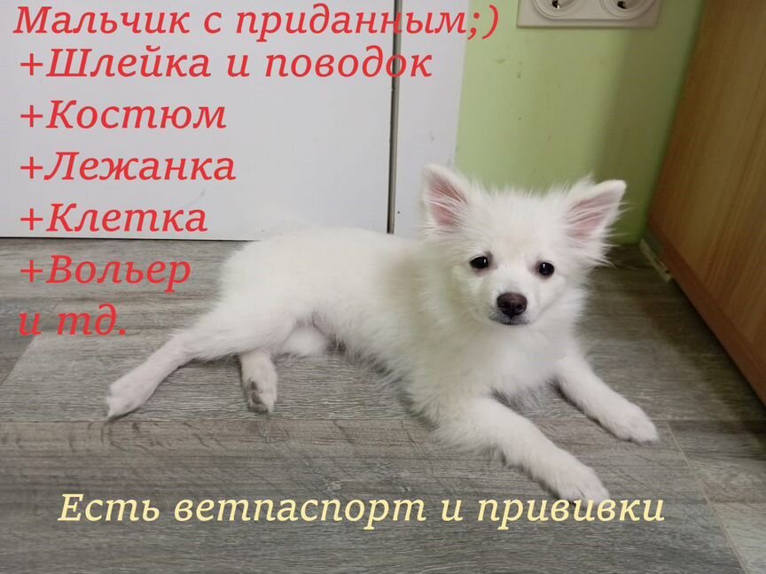 Немецкий шпиц мальчик