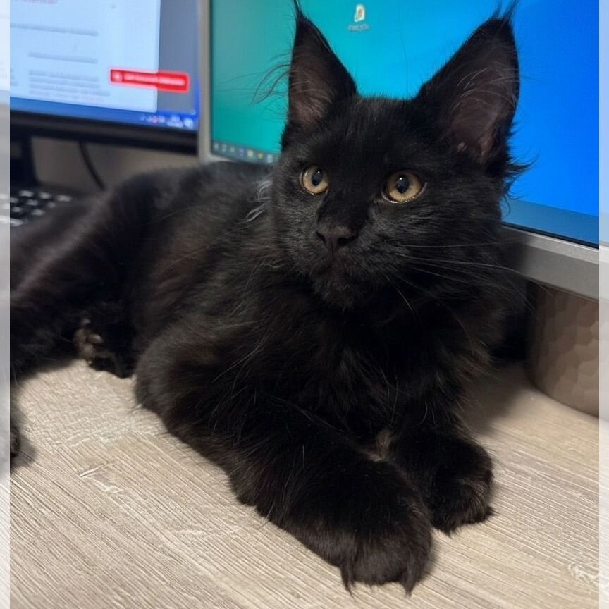 Мейн-кун котёнок