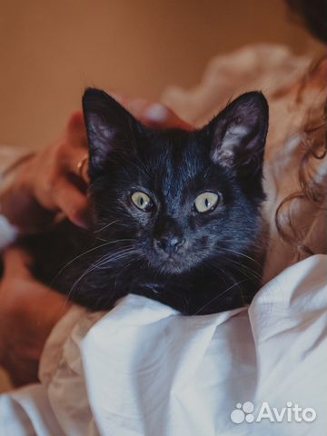 Котята