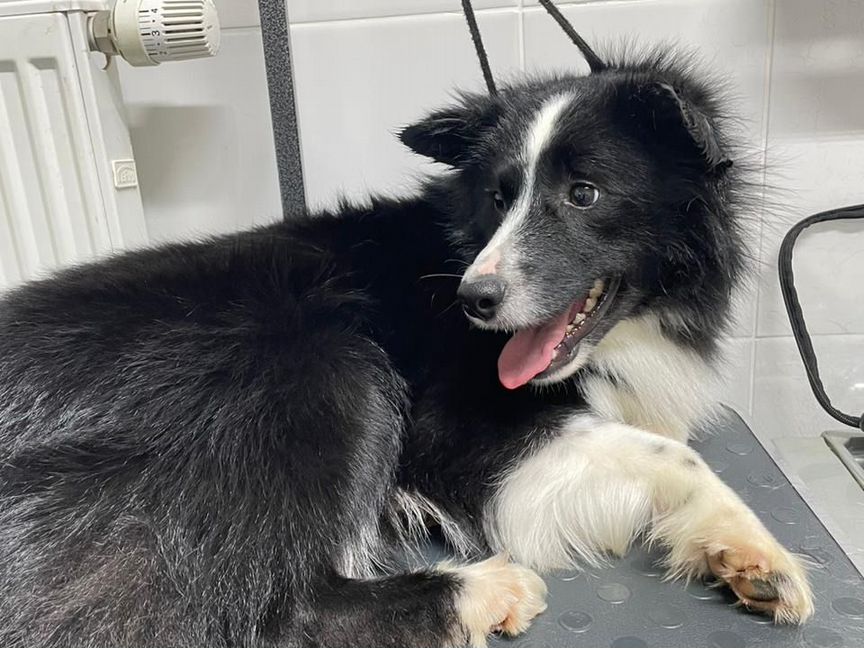 Бордер колли в добрые руки