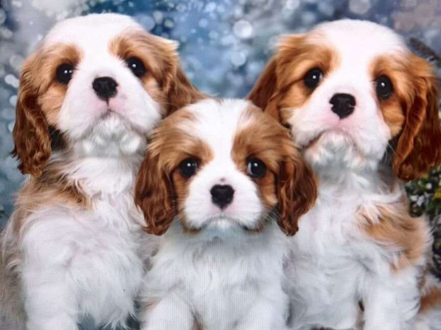 Щенки Кавалер Кинг Чарльз спаниеля