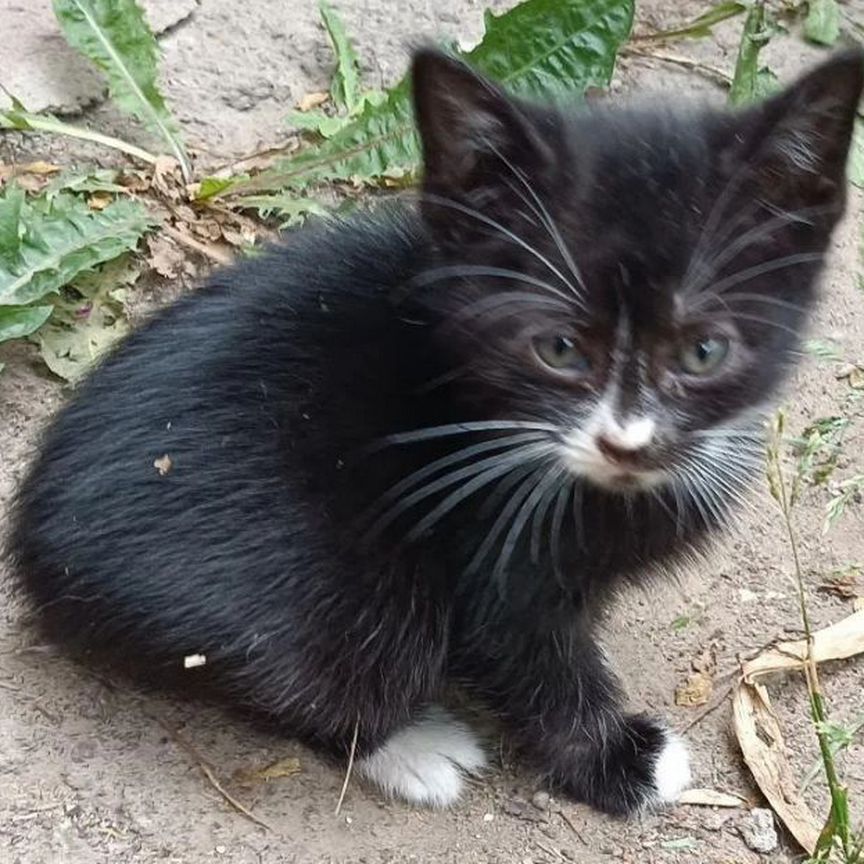 Котёнок в добрые руки