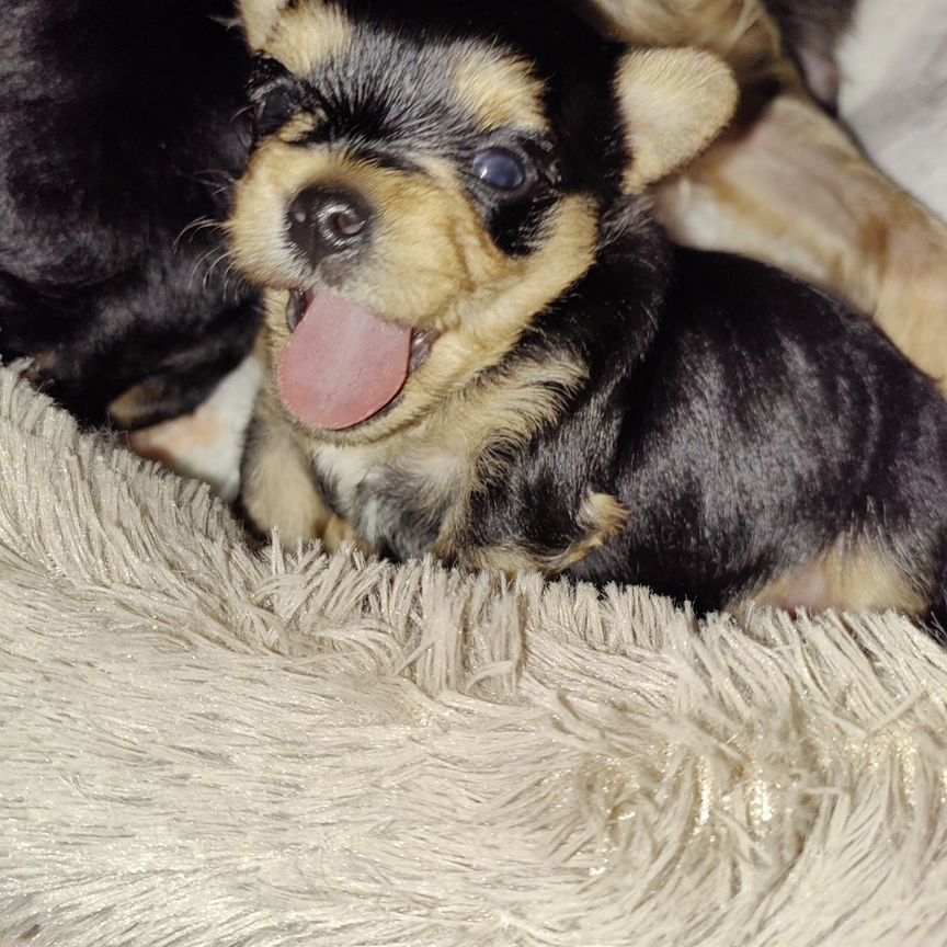 Йоркширский терьер мини беби фейс щенки