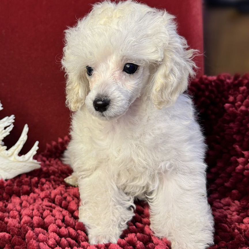 Той-пудель, щенок