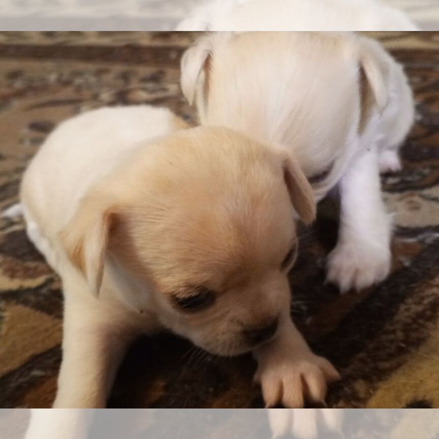 Чихуахуа, щенок