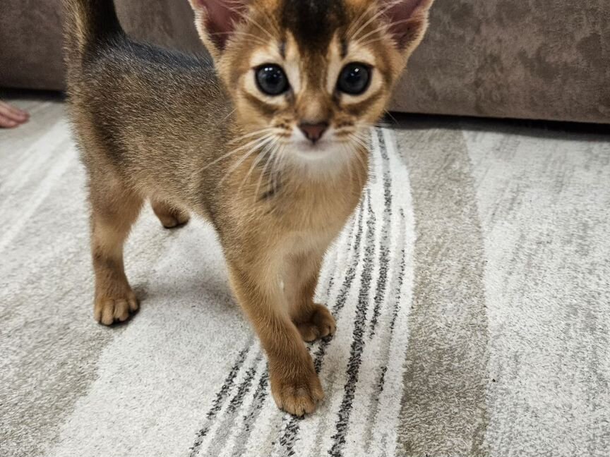 Домашние животные котята