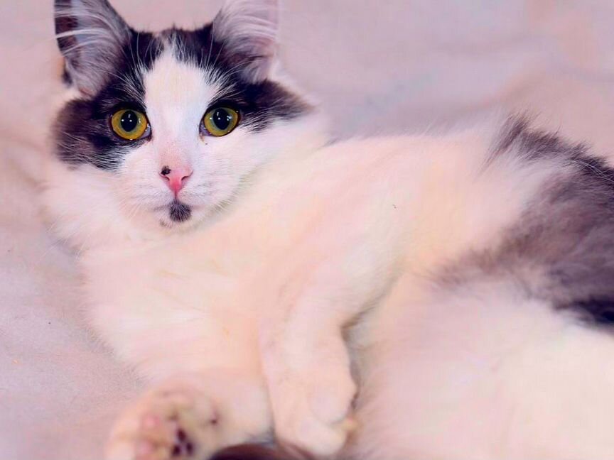 В дар пушистик Ларри котенок 5 мес