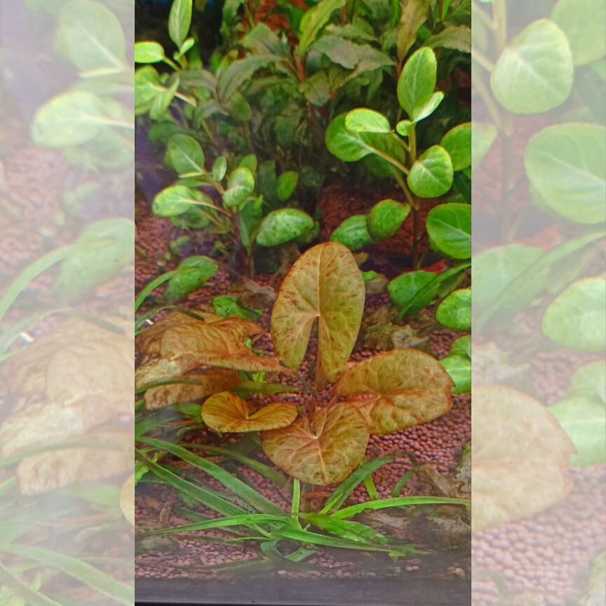 Нимфея карликовая Санторем