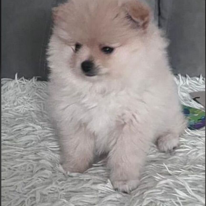 Животное шпиц
