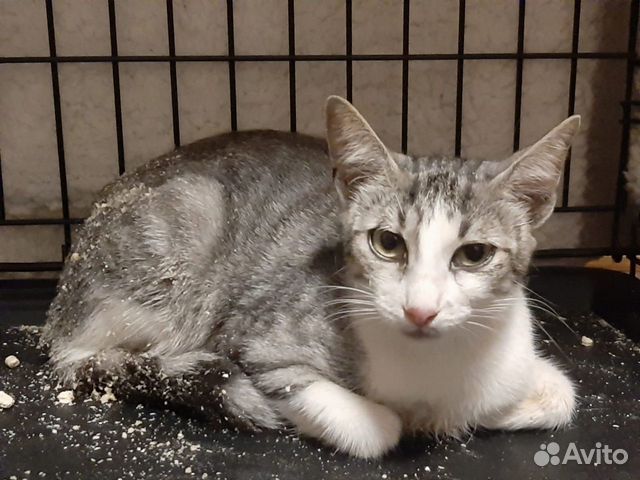 Кошка ориенталка ищет дом