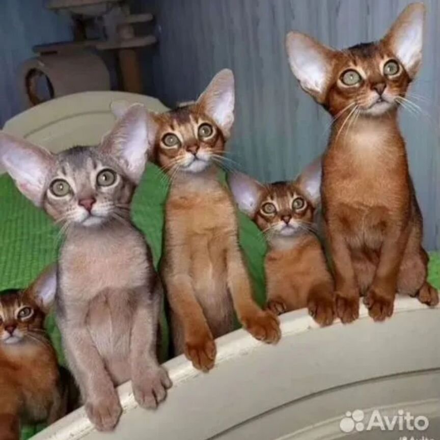 Абиссинский котёнок